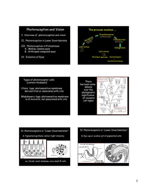 insect vision, entomology, insect eye facet | PPTX | Eye and Vision ...