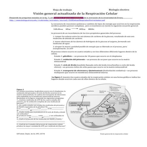 Clave De Respuestas De La Hoja De Trabajo De Respiración Celular