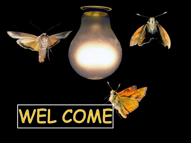 Insect vision | PPTX