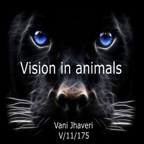 Vision in animals | PPTX