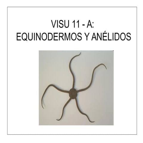 Visu 11 a equinodermos, anélidos | PDF