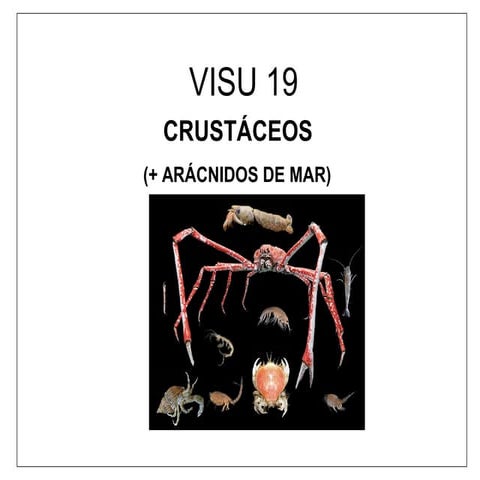 Visu 11 b moluscos | PDF