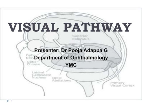 Visual Pathway - Ophthalmology - Eye | PPTX