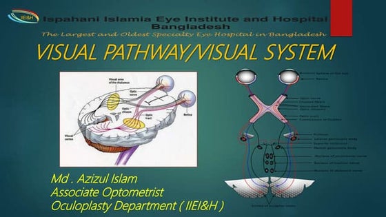 diagram of eye | DOCX