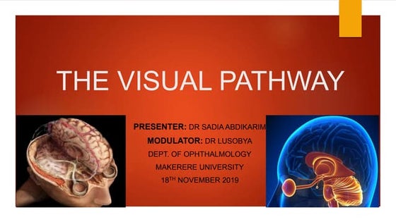 anatomy of visual pathway | PPT
