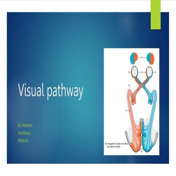 visual pathway.pptx