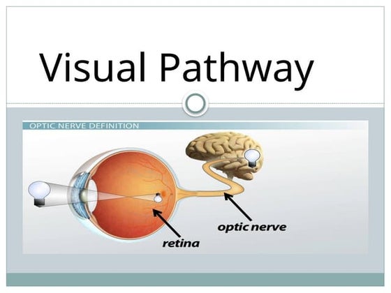 Visual pathway | PPT