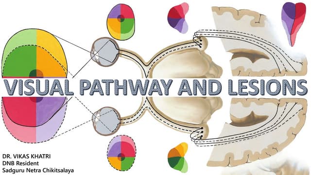 Visual Pathway - Ophthalmology - Eye | PPTX