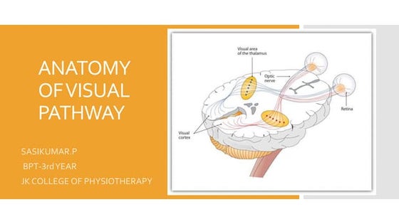 Visual pathway | PPT | Eye and Vision Conditions | Diseases and Conditions