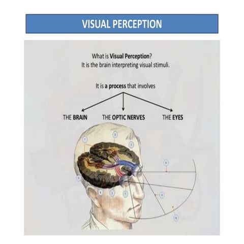 Visual perception | PPTX