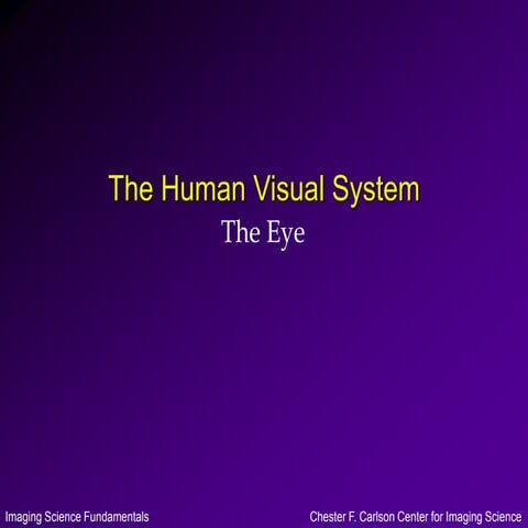 VisualSystemAnatomy.ppt