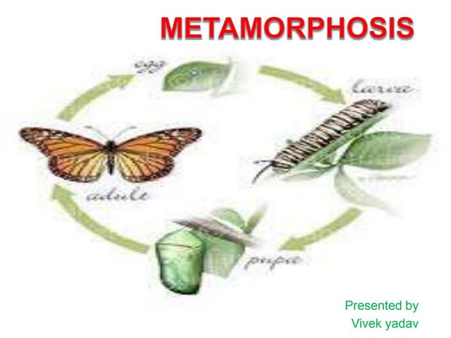 Metamorphosis in insects ppt.pptx