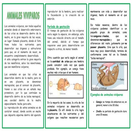 Viviparos | DOCX