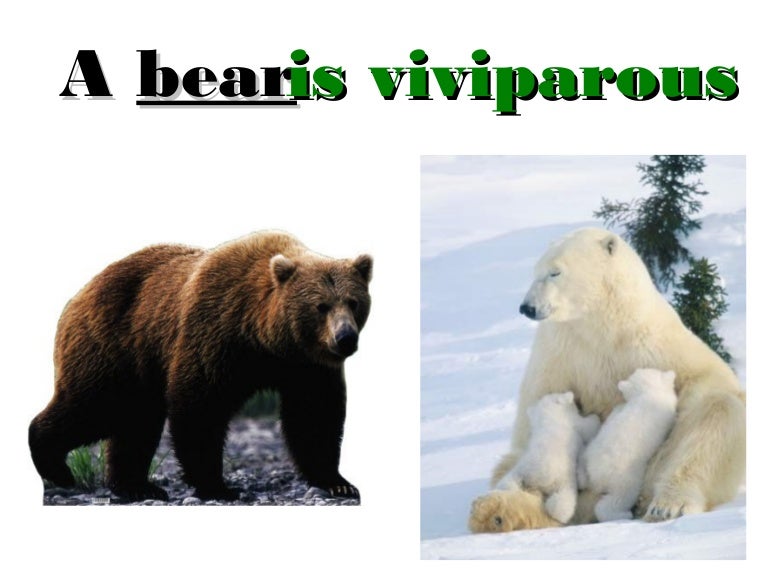 Viviparous And Oviparous viviparous-and-oviparous