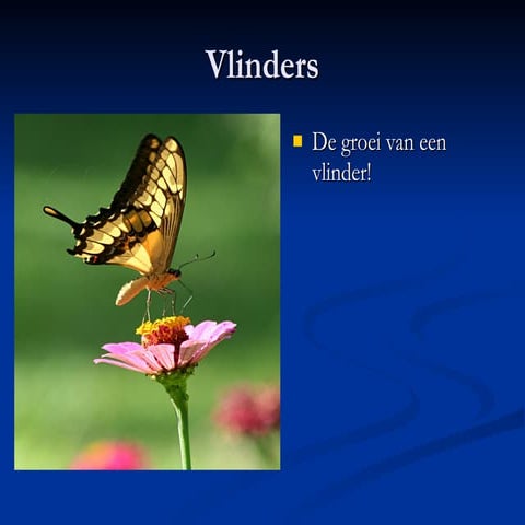 Vlinders | PPT