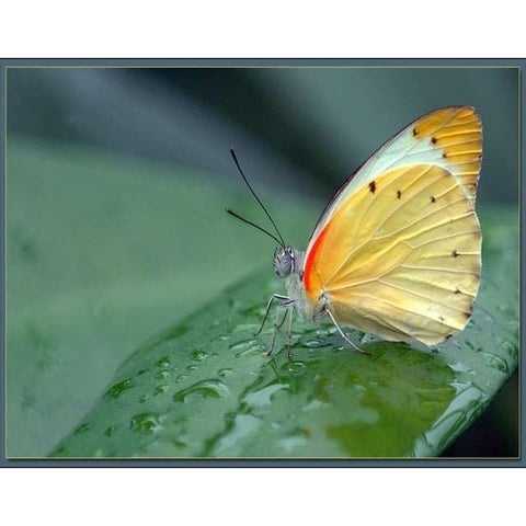 Vlinders | PPT