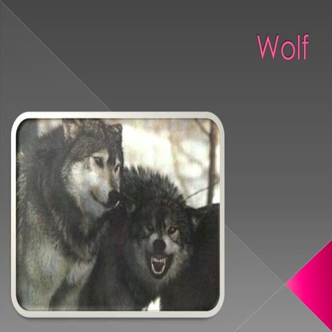 Wolf | PPTX