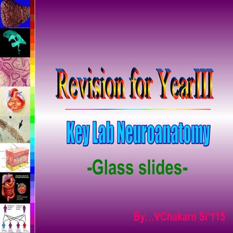 Neuroanatomy and physiology | PPT