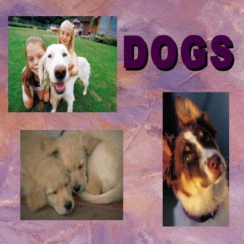 Vocab Slide Show Dogs | PPT