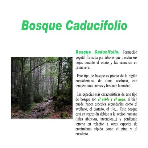 Vocabulario sobre vegetación | ODP