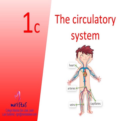 Vocabulary unit 1 circulatory system | PPT