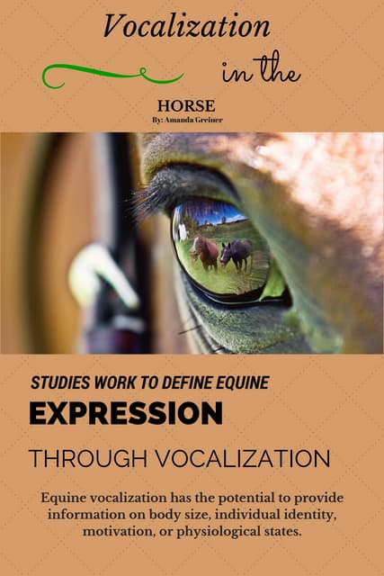 Navicular in Horses | PDF