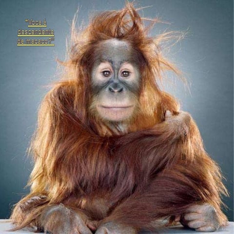 Voce e descendente do macaco........... | PPS