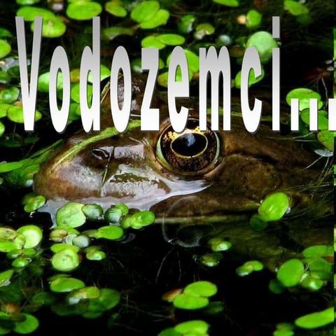 vodozemci-razmnozavanje i opste karakteristike | PPT