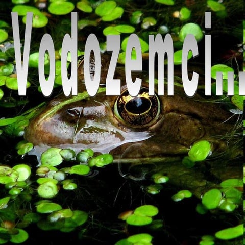 Vodozemci | PPT