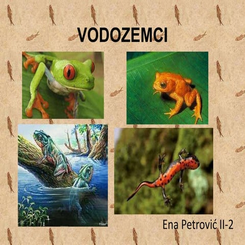 Vodozemci | PPTX