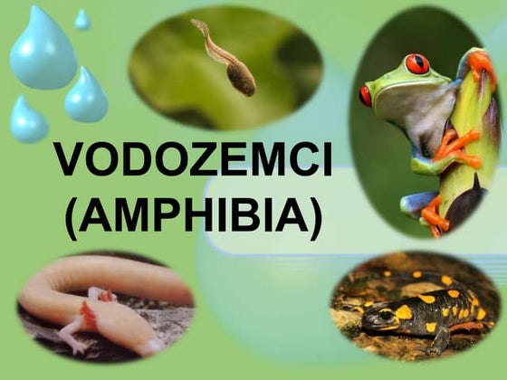 Ekosistem stajacih voda | PPT