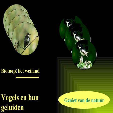 Vogels Die Fluiten | PPT