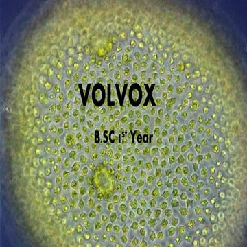 Volvox (DIVERSITY OF MICROBES) | PPT