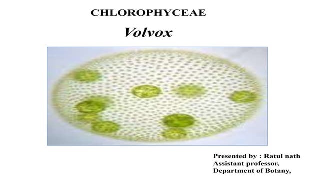 Phylum Chlorophyta Volvox