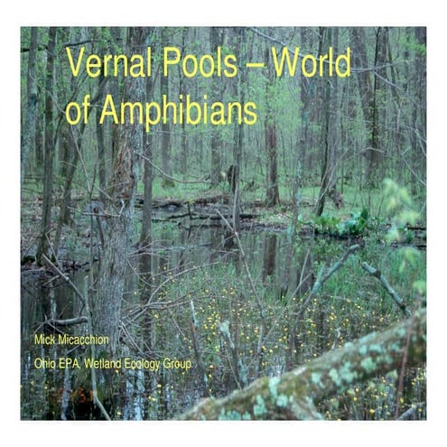 Vernal Pools – World of Amphibians | PPT
