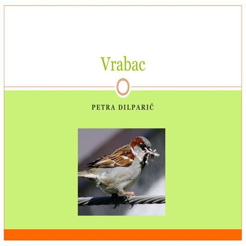 Vrabac, Petra Dilparić | PPTX