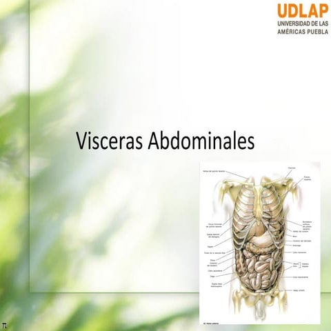 Vísceras abdominales | PPT