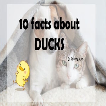 Duck project Duck project Duck project Duck project | PPTX