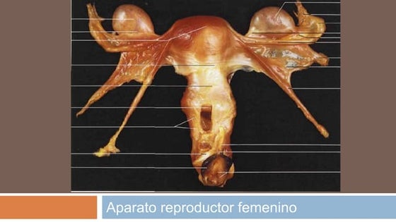 Oracle Solaris11 System Administration E Certificate | PDF | Computer Software and Applications ...