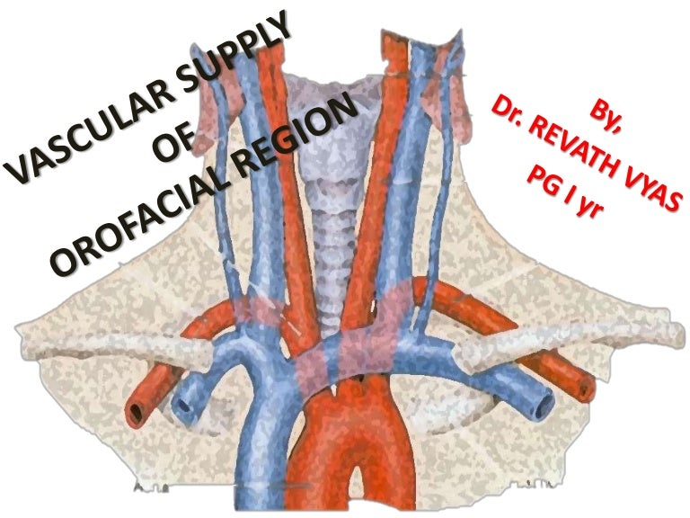 Vascular supply of head and neck
