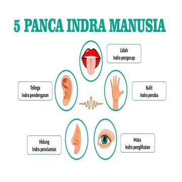 Panca indra manusia pengenalan dan fungsinya | PPTX