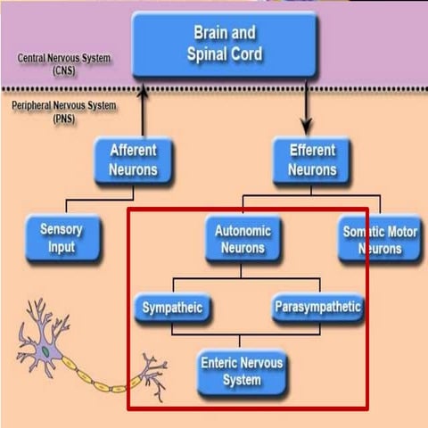 Cholinergic drugs | PPTX