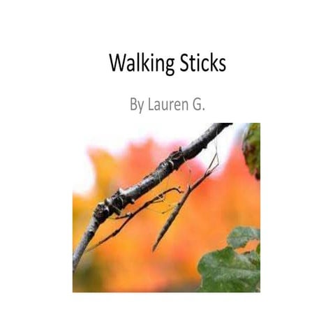 Walking sticks | PPTX