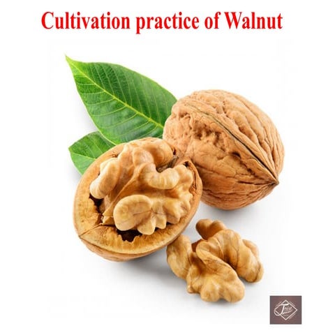 Production Technology of Walnut in Nepal.pptx
