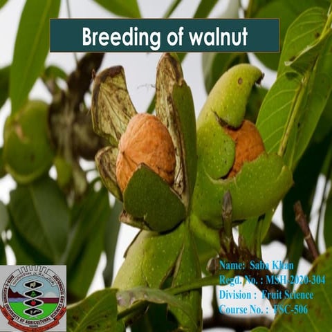 Breeding of walnut... PPT saba khan.pptx