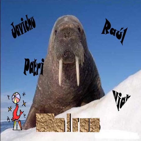 Walrus | PPS
