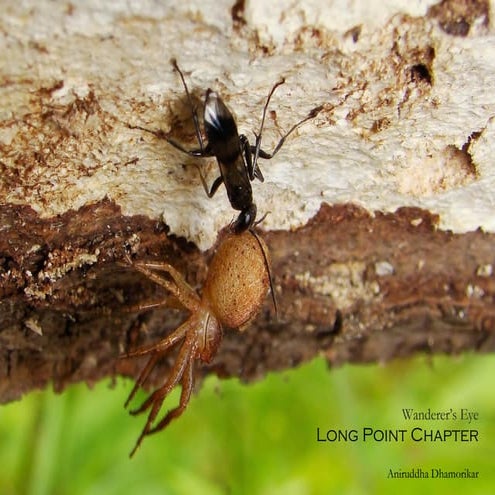 Wanderer's eye: Long Point Chapter by Aniruddha H D | PPT