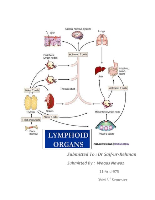 ORGANS OF IMMUNE SYSTEM PRIMARY AND SECONDARY LYMPHOID ORGANS | PPTX