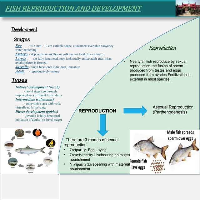 FISH REPRODUCTION AND DEVELOPMENT | PPTX | Infertility | Reproductive ...