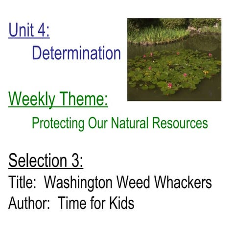 Washington Weed Whackers Focus Wall | PPT